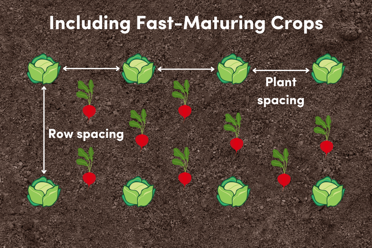 Spacing Matters: Why Vegetable Plants Need to Keep Their Distance | The ...
